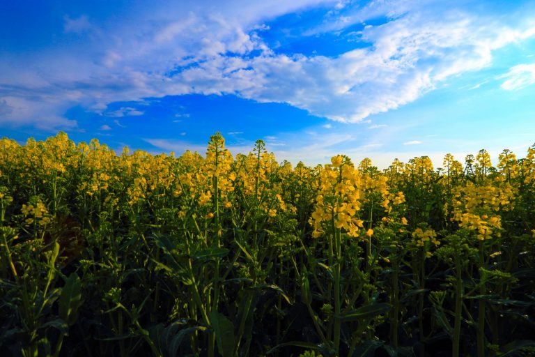 Polskie pola Polish cultivated fields | FotoKieltyka.plFotoKieltyka.pl